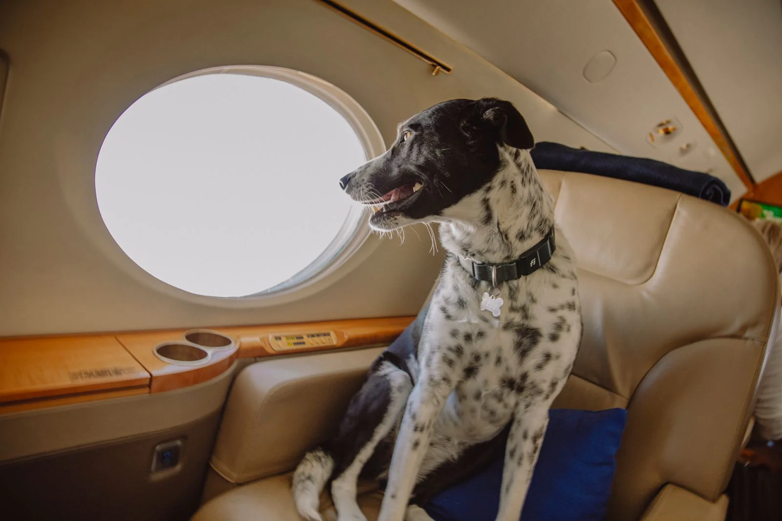 Viagens para cachorros em primeira classe é o diferencial luxuoso da ...